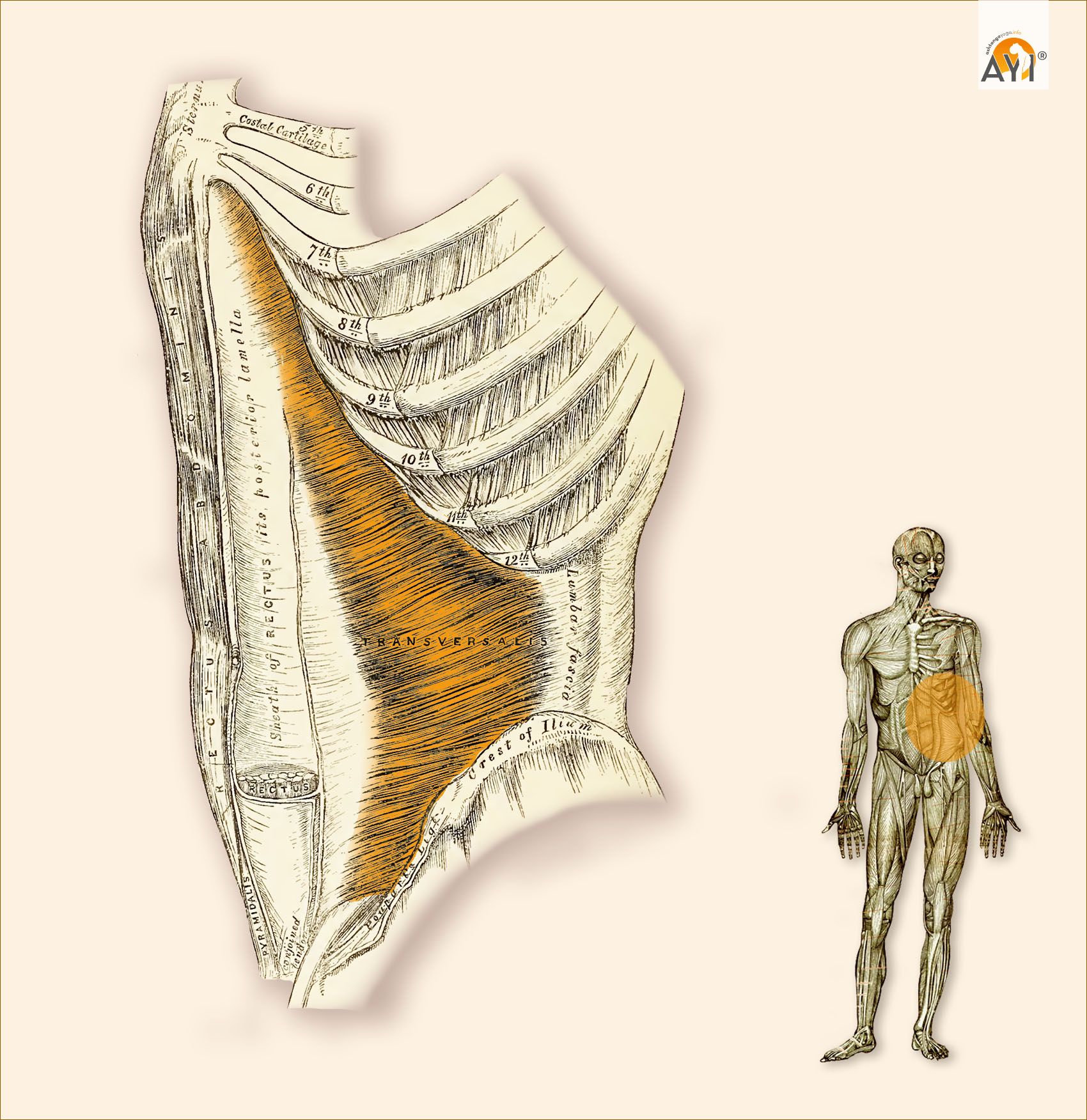 M. Transversus Abdominis - transverse abdominal muscle - AshtangaYoga.info